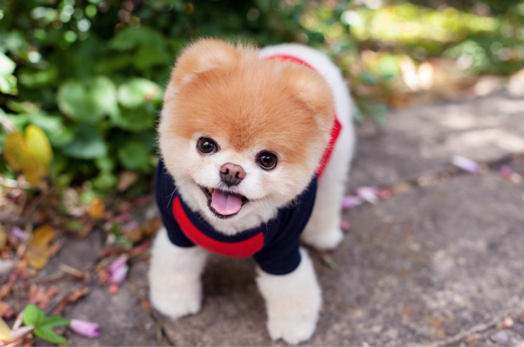 图集：福布斯榜上有名，这些宠物比人还红