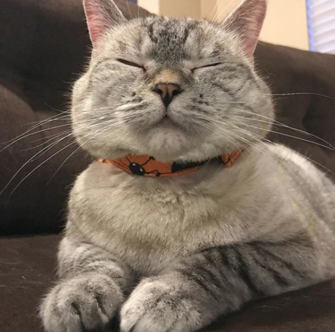 图集：福布斯榜上有名，这些宠物比人还红