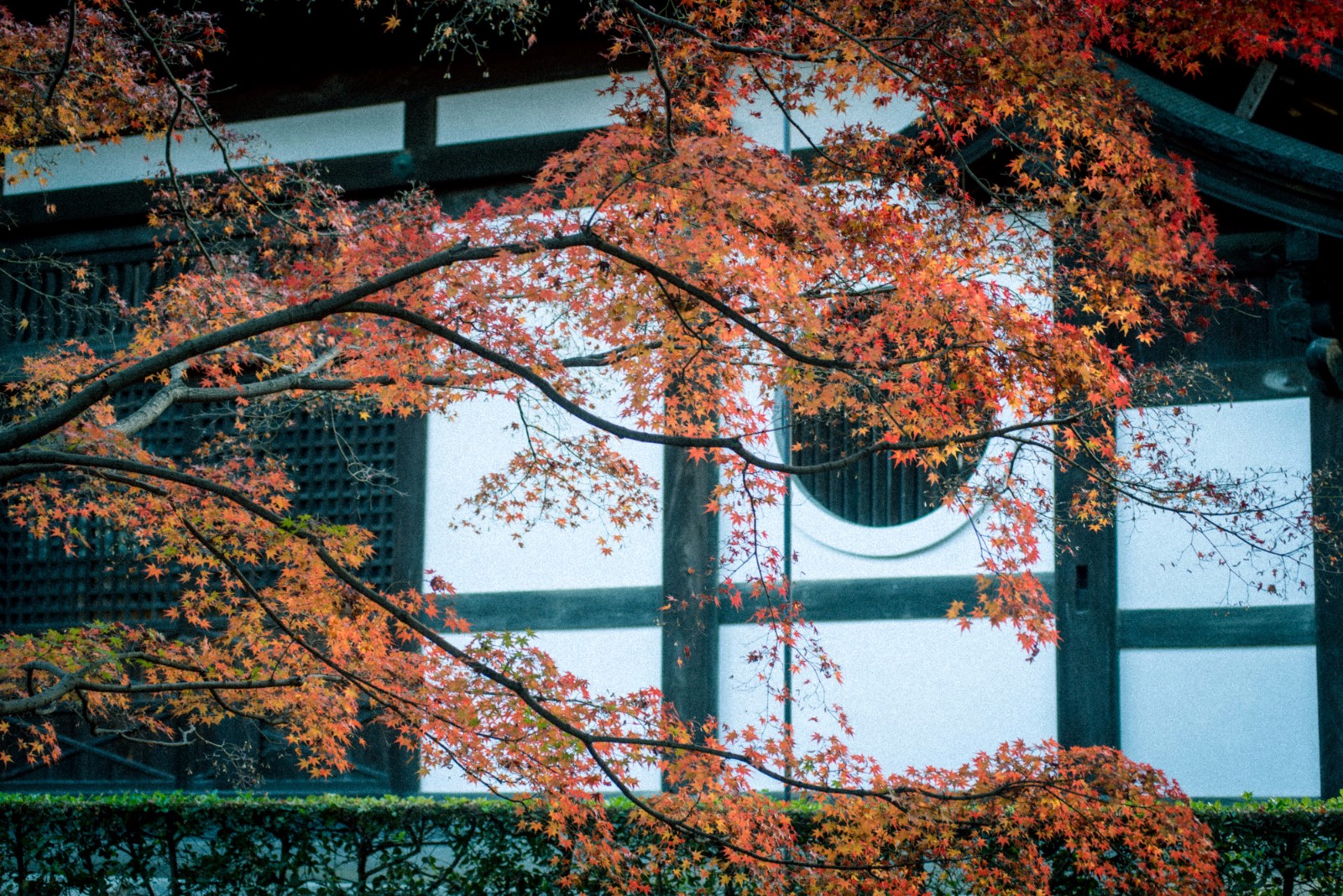 京都枫叶季，一起来逛市集